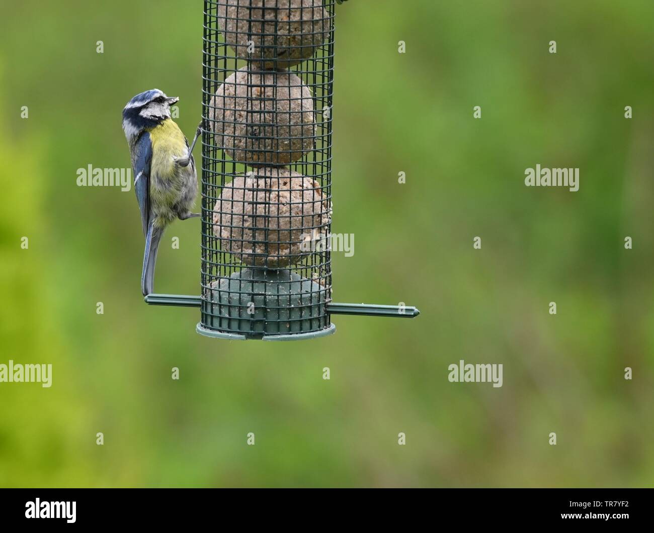 A blue tit on a bird feeder full of fat balls Stock Photo - Alamy