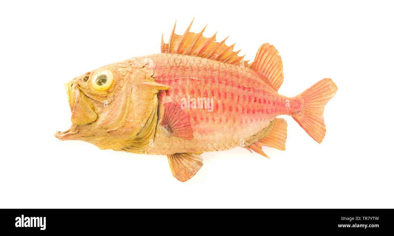 old soldier fish isolated on white background Stock Photo - Alamy