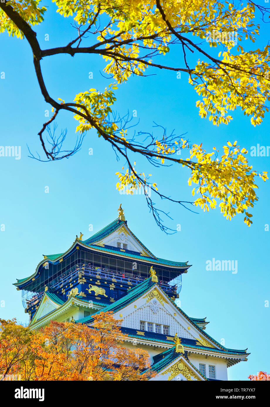Autumn ginkgo osaka castle osaka hi-res stock photography and images ...