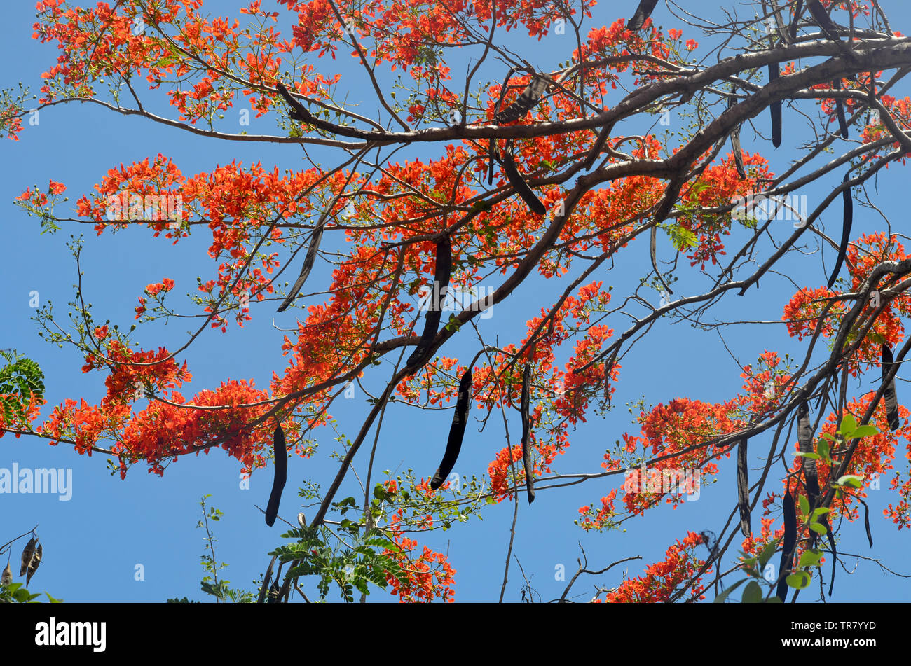 Flamboyant tree cuba hi-res stock photography and images - Alamy