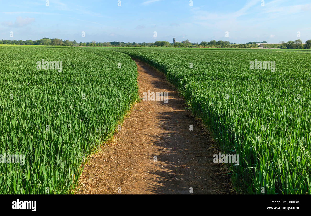 Footpath through beautiful English countryside flanked by wheat field ...