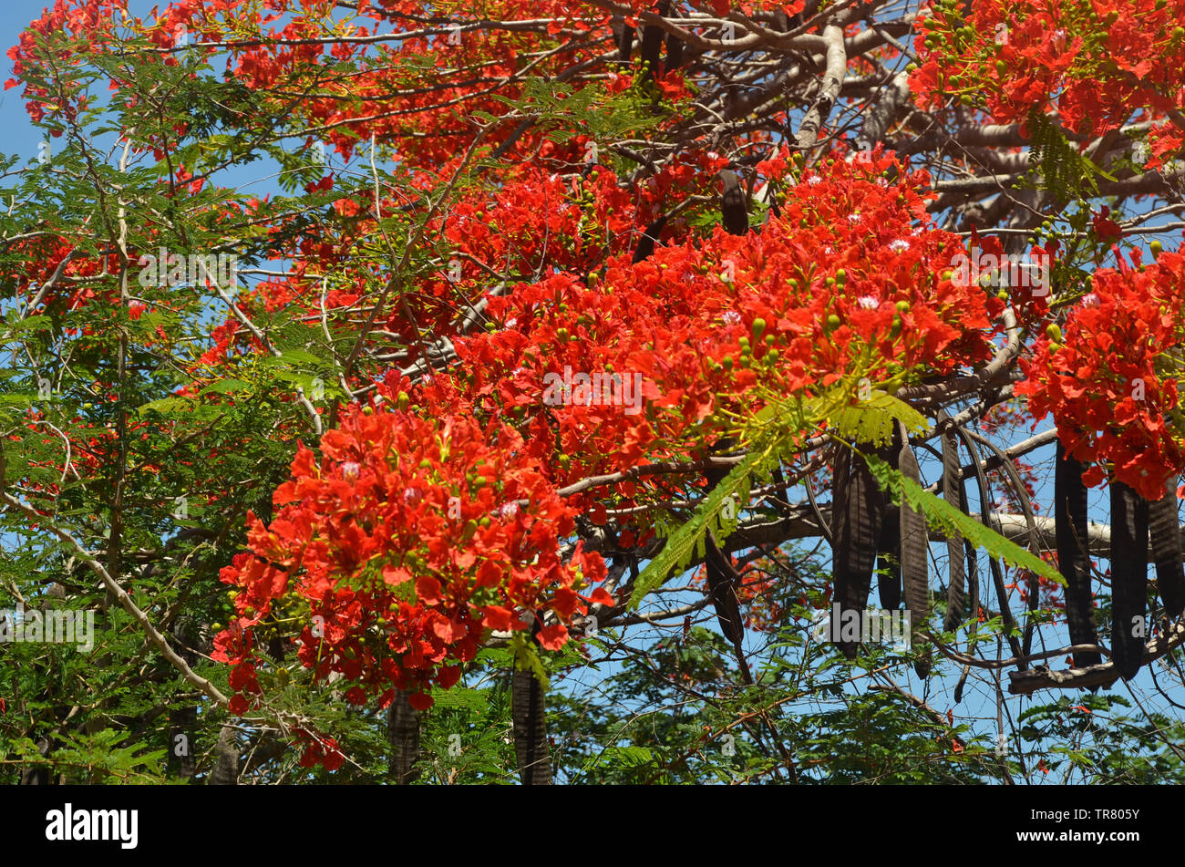 Flamboyant tree cuba hi-res stock photography and images - Alamy