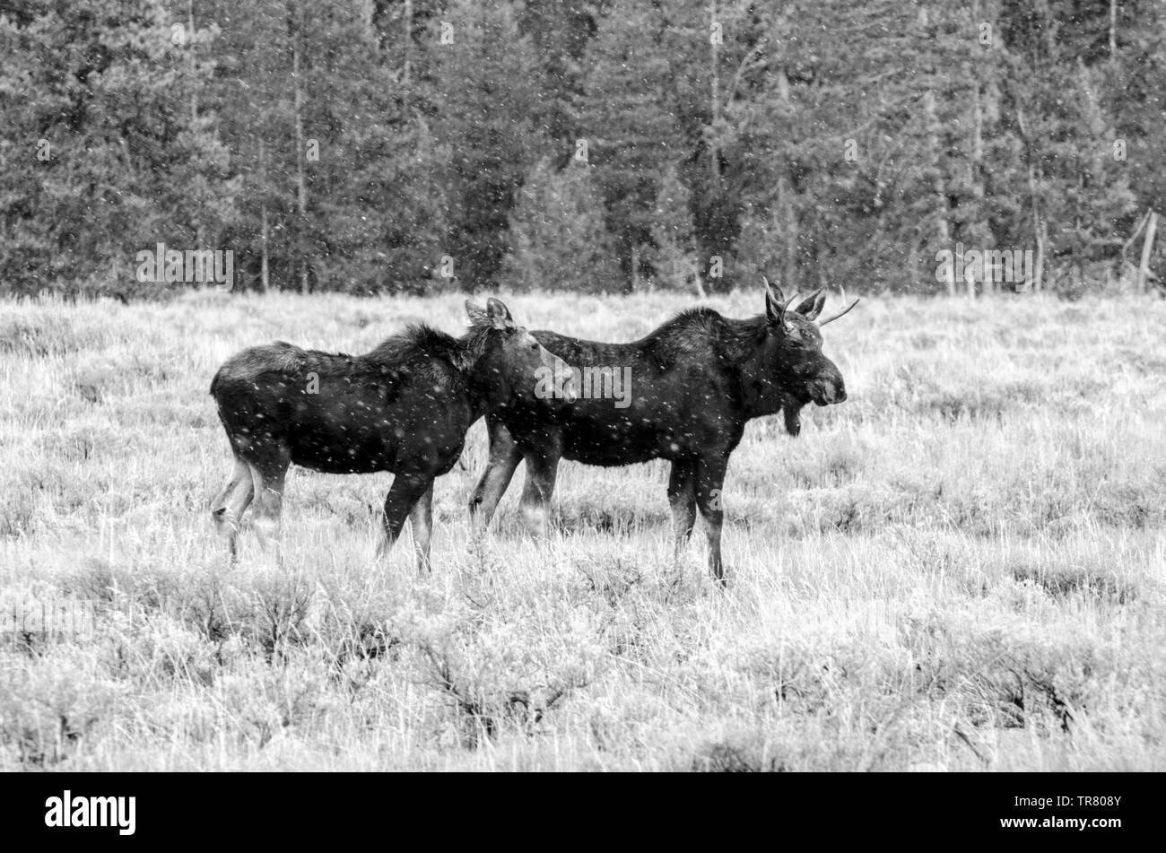 Moose (young stag and a cow) grazing in the Grand Teton National Park ...