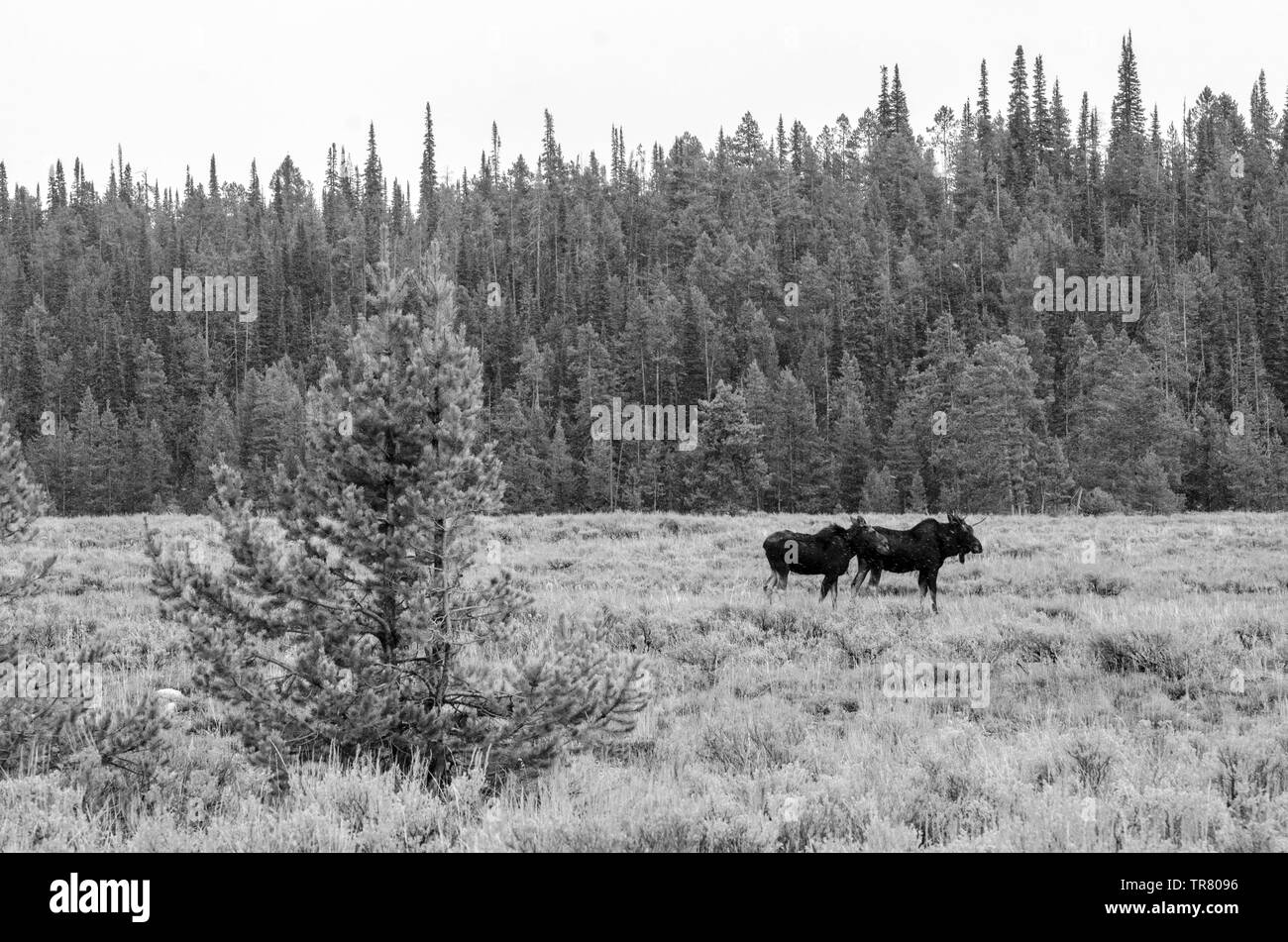 Moose (young stag and a cow) grazing in the Grand Teton National Park ...