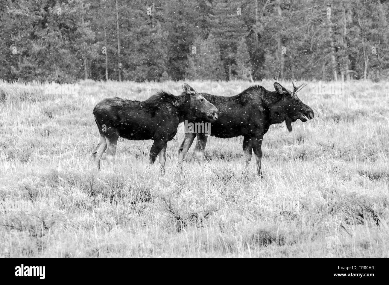 Cow mating Black and White Stock Photos & Images - Alamy