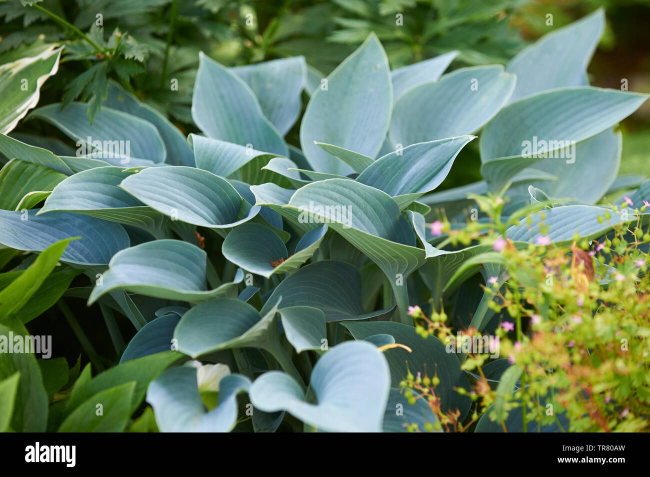 Hosta growing in a garden border during the summer Stock Photo - Alamy