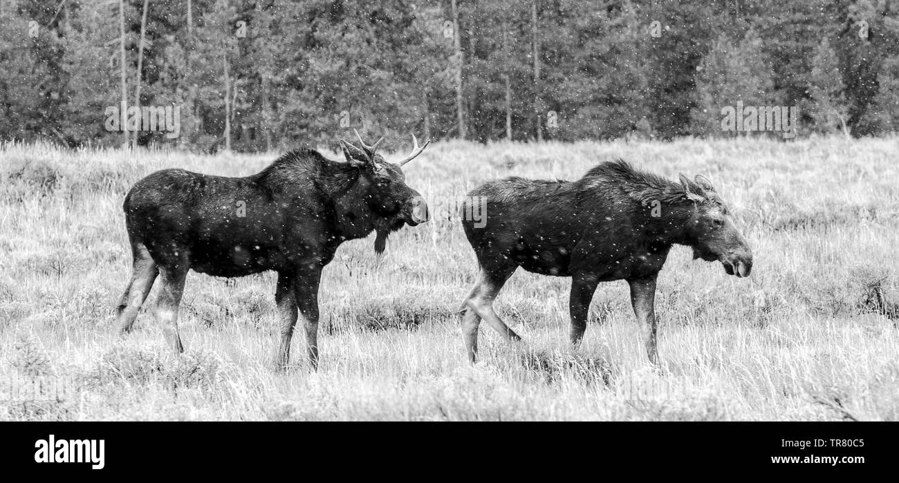 Moose (young stag and a cow) grazing in the Grand Teton National Park ...