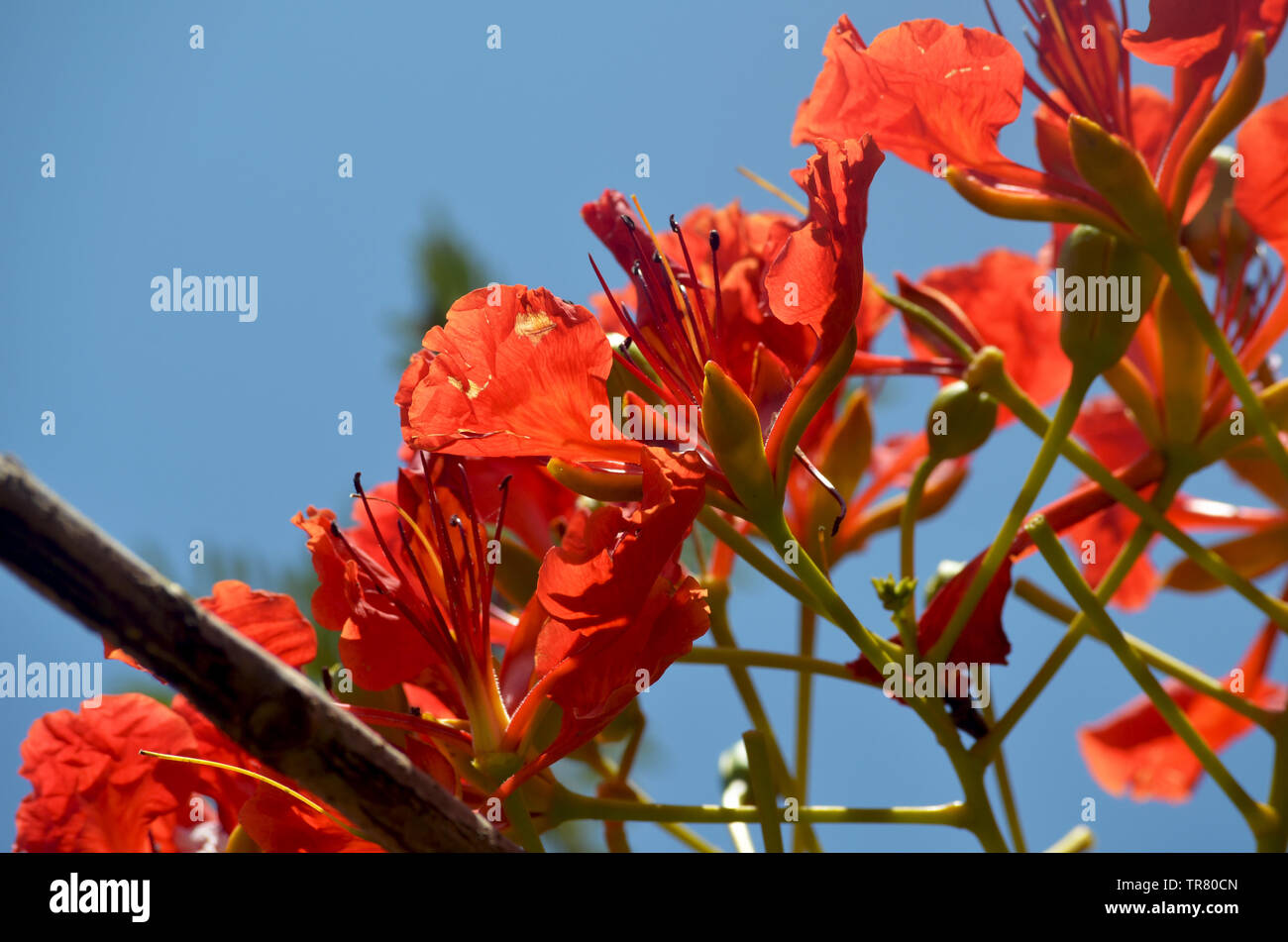 Caribbean flamboyant poinciana tree hi-res stock photography and images ...