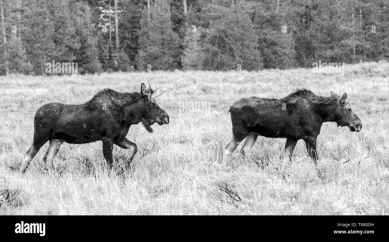 Moose (young stag and a cow) grazing in the Grand Teton National Park ...