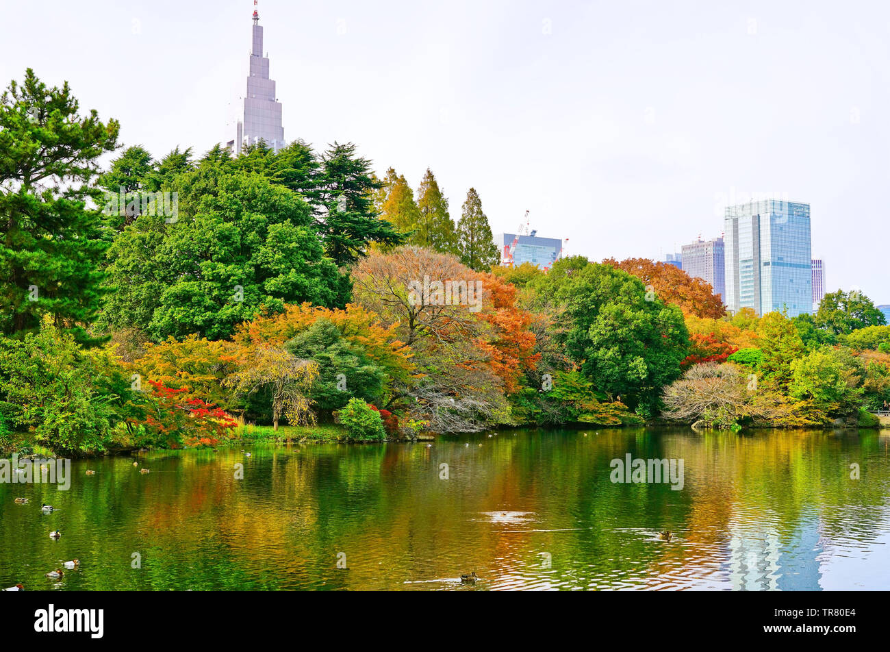 View of the beautiful garden with colorful trees in autumn at Shinjuku ...