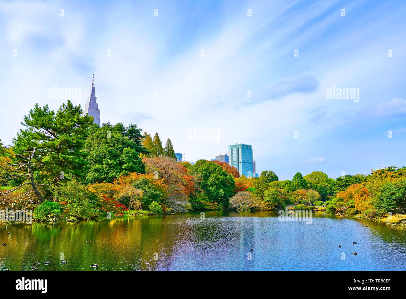 View of the beautiful garden with colorful trees in autumn at Shinjuku ...