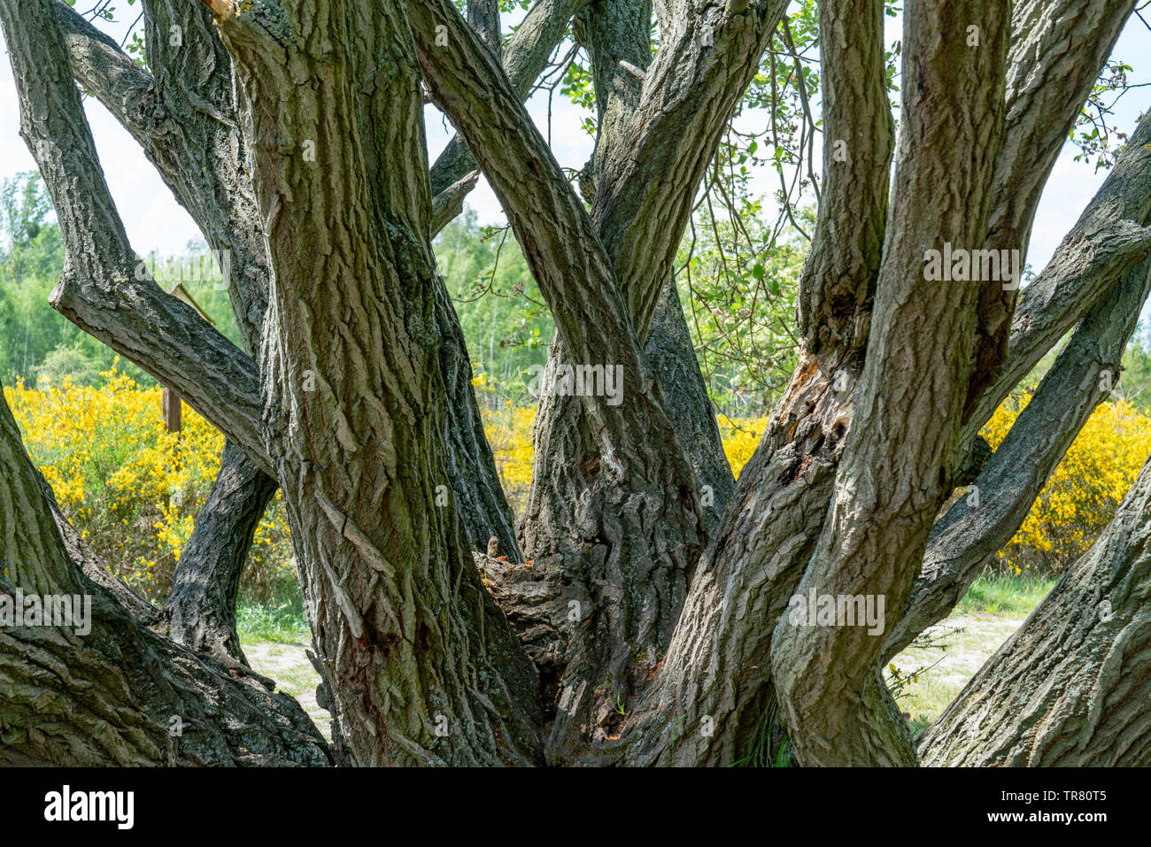 Very old enchanted tree with several trunks in a nature reserve Stock ...