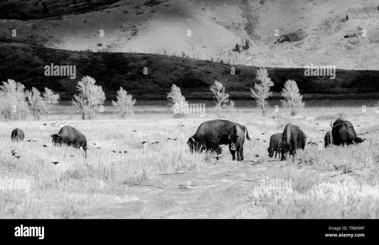 Majestic American Bison grazing on the open range in the Grand Teton ...