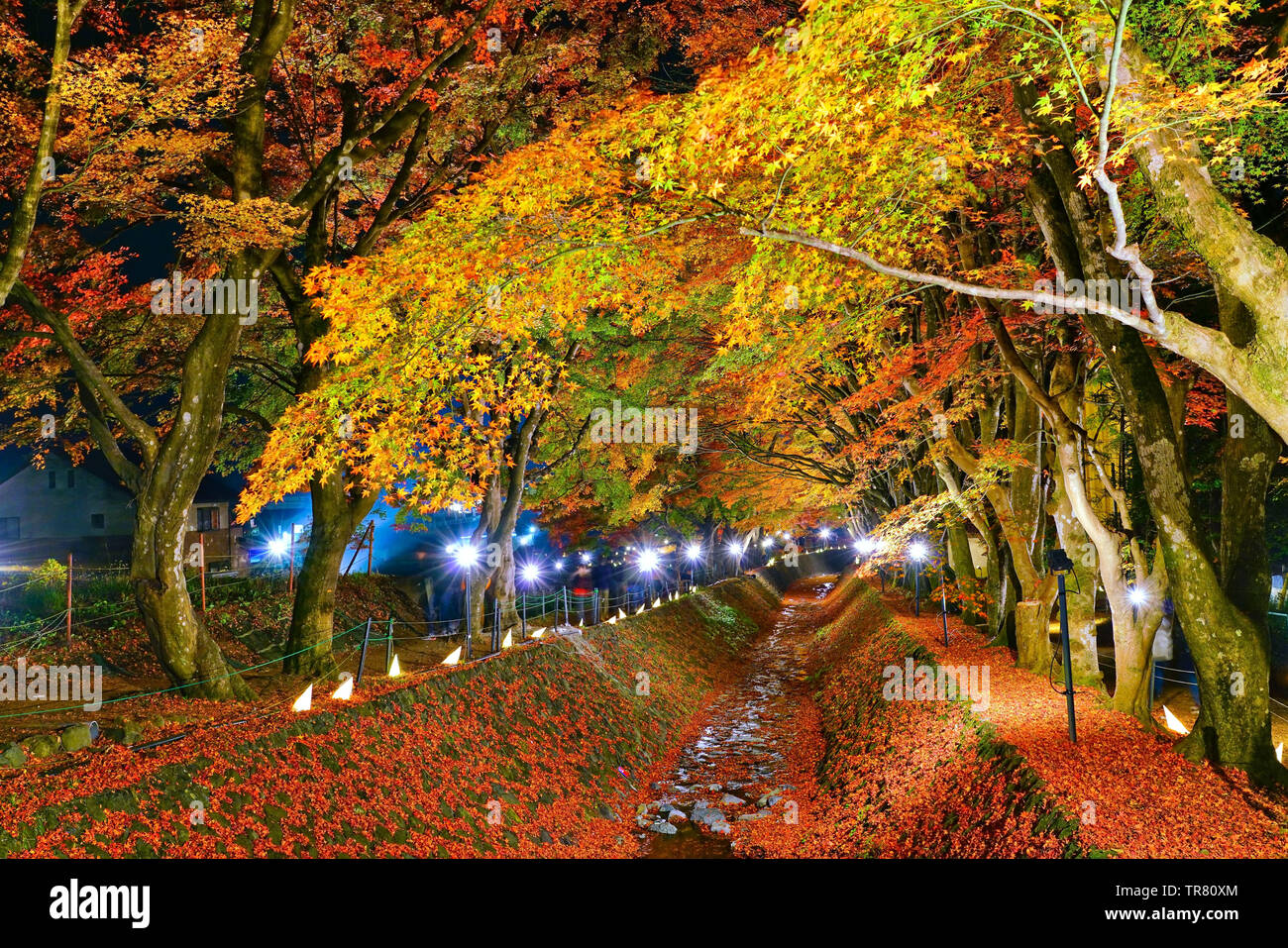Night display of the colorful trees in autumn at Fujikawaguchiko next ...