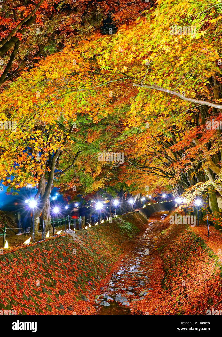 Night display of the colorful trees in autumn at Fujikawaguchiko next ...
