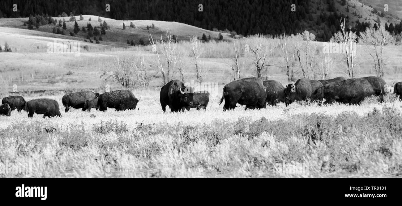 Majestic American Bison grazing on the open range in the Grand Teton ...