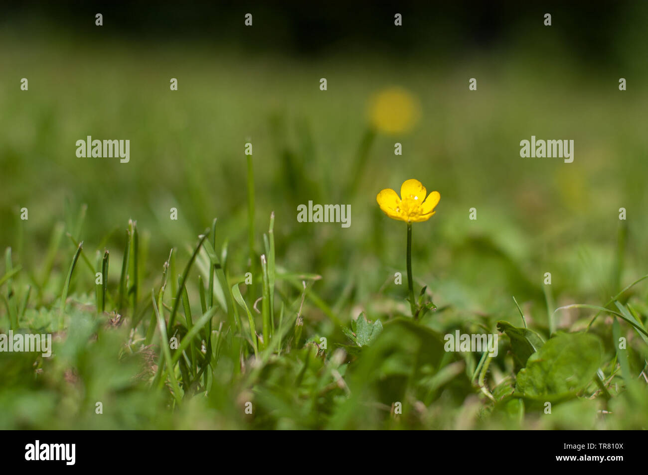Blossom buttercup hi-res stock photography and images - Alamy