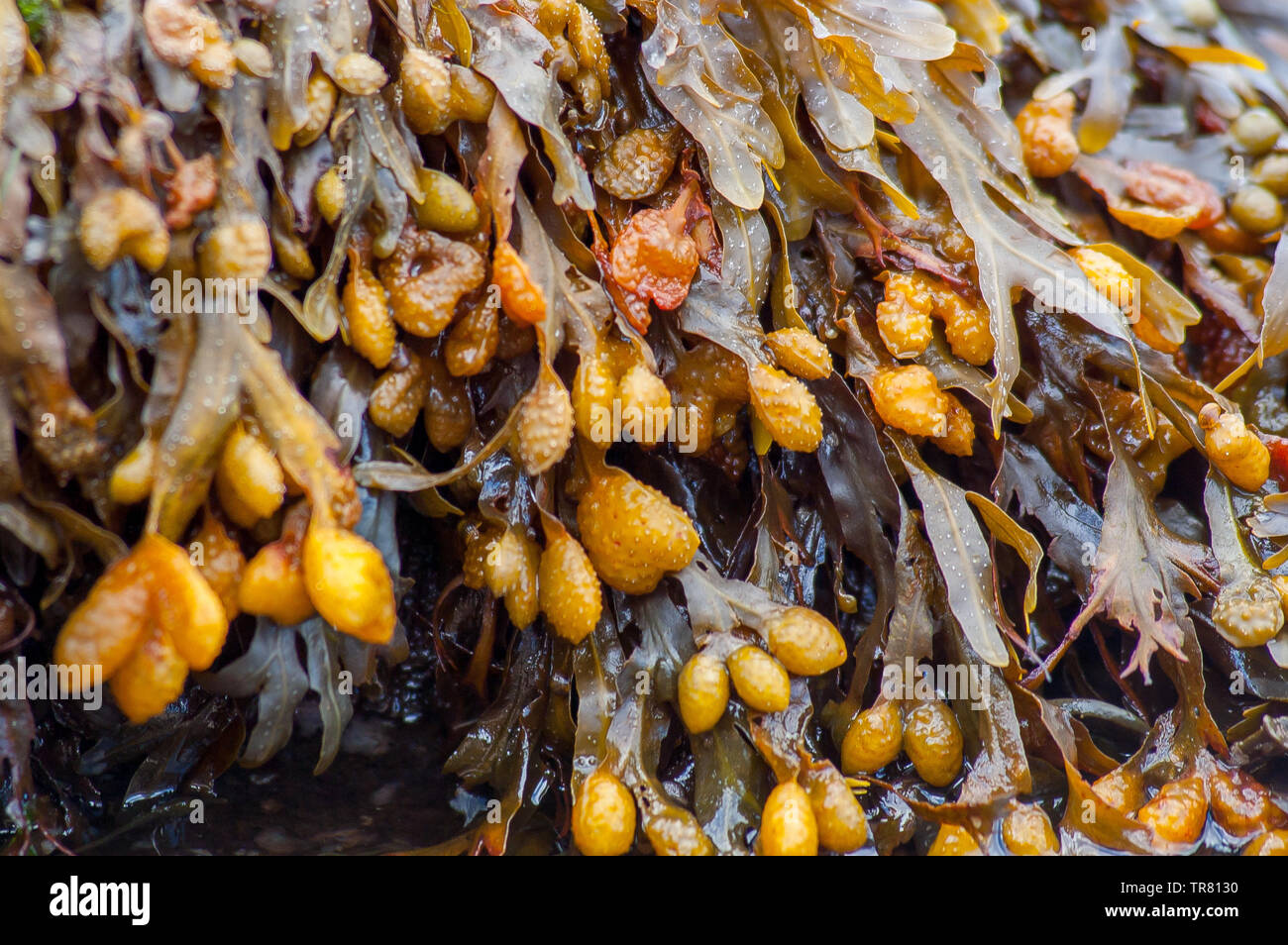 Fucus vesiculosus, bladder wrack or rockweed hanging from a wet rock ...