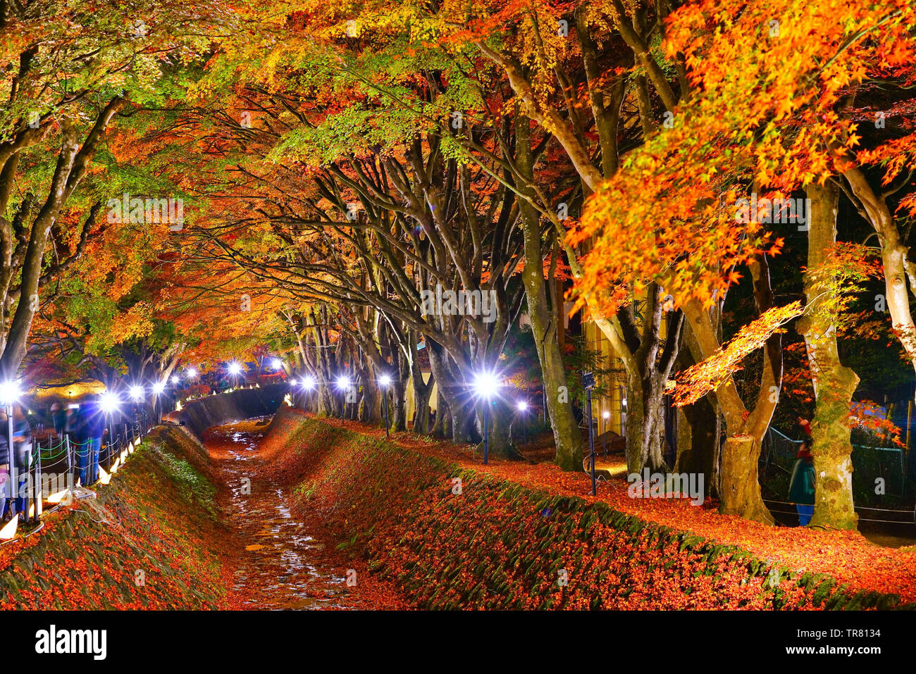 Night display of the colorful trees in autumn at Fujikawaguchiko next ...