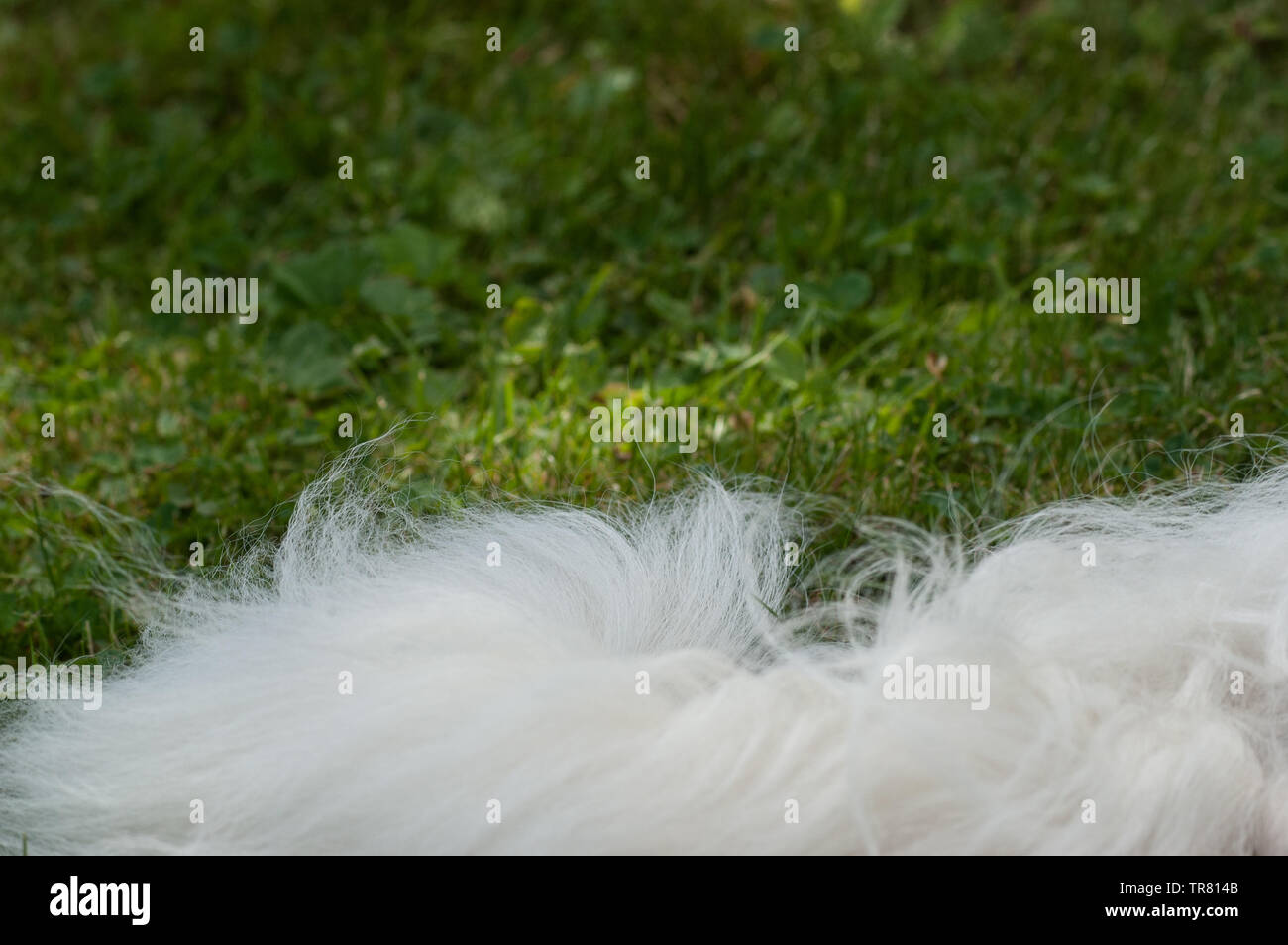 White, fluffy fur of a dog lying in the grass Stock Photo - Alamy