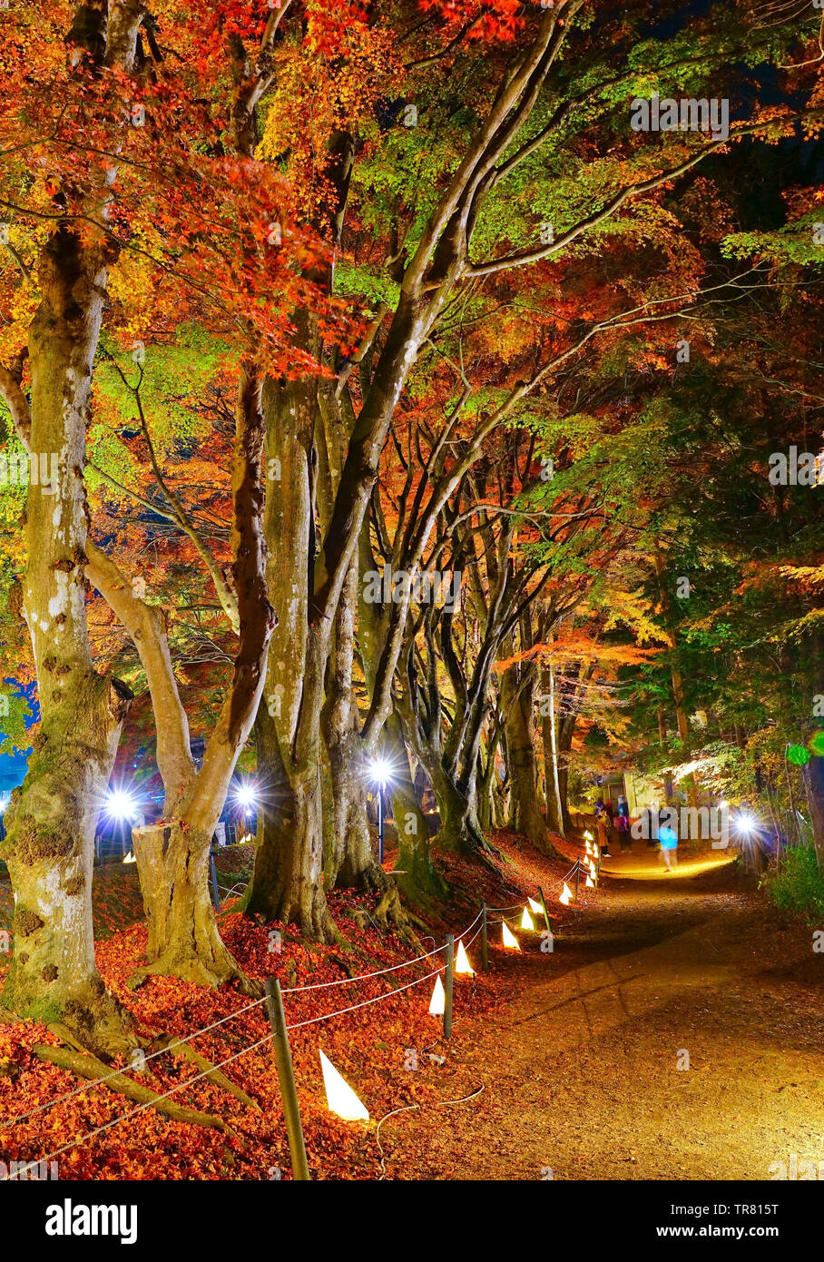 Night display of the colorful trees in autumn at Fujikawaguchiko next ...