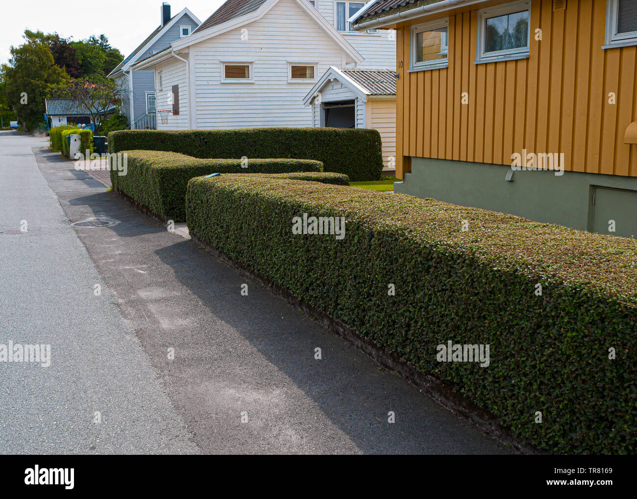 Perfectly cut hedge in front of a yellow house Stock Photo - Alamy