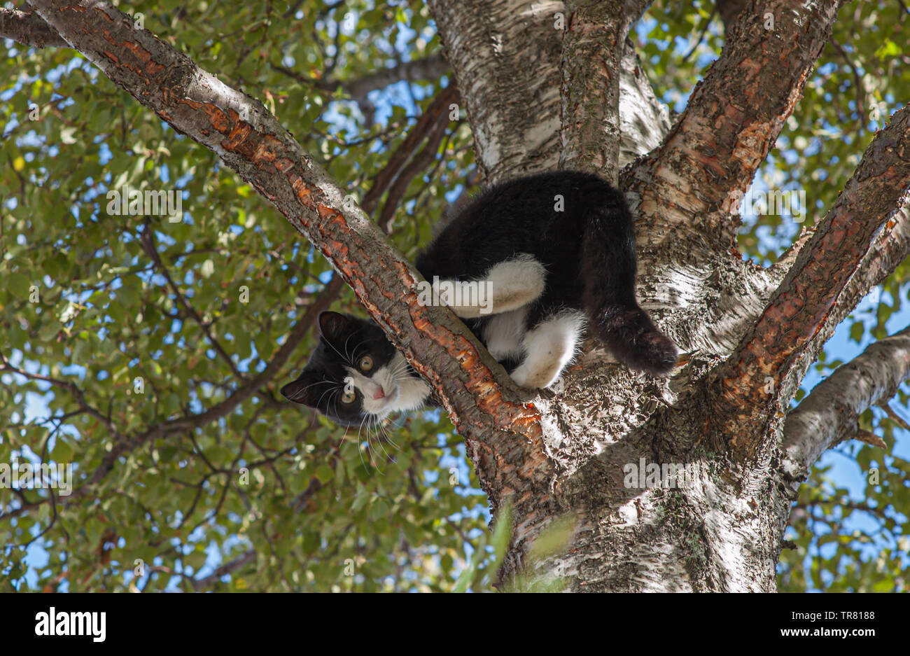 Frightened cat stuck on a branch in a tree Stock Photo - Alamy