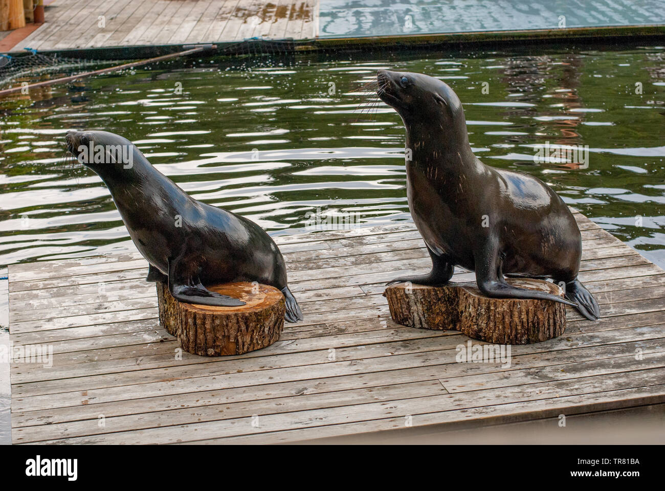 Aquarium rock pool hi-res stock photography and images - Alamy
