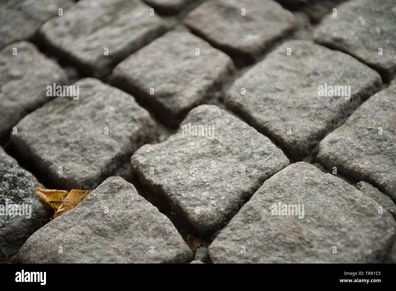 Grey and cold cobblestone in a city street with some leaves trapped ...