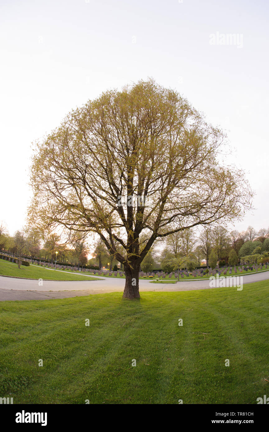 Wide angle photo of a tree in a graveyard Stock Photo - Alamy