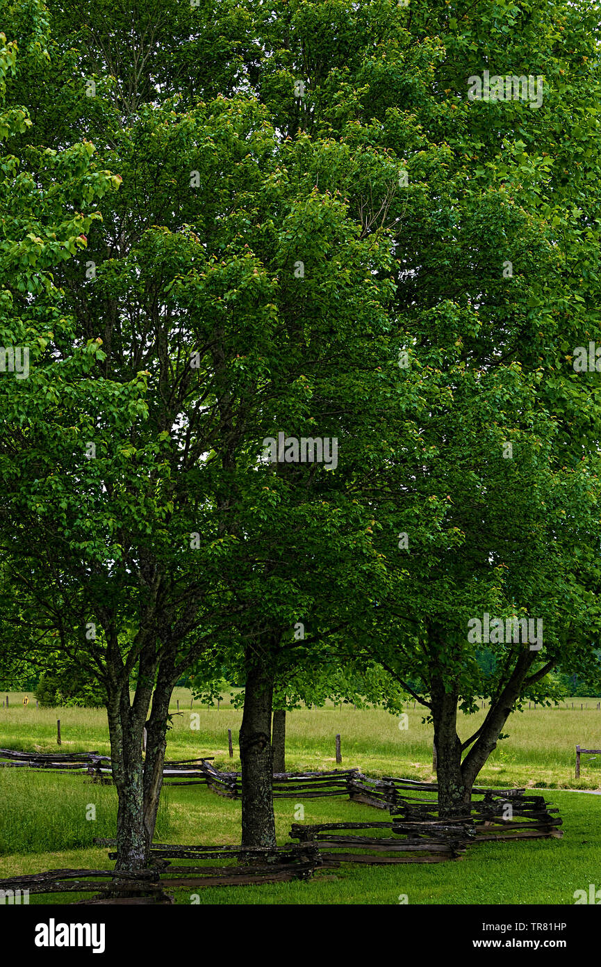 Row of trees and split rail fencing in Cades Cove in Tennessee's Great ...
