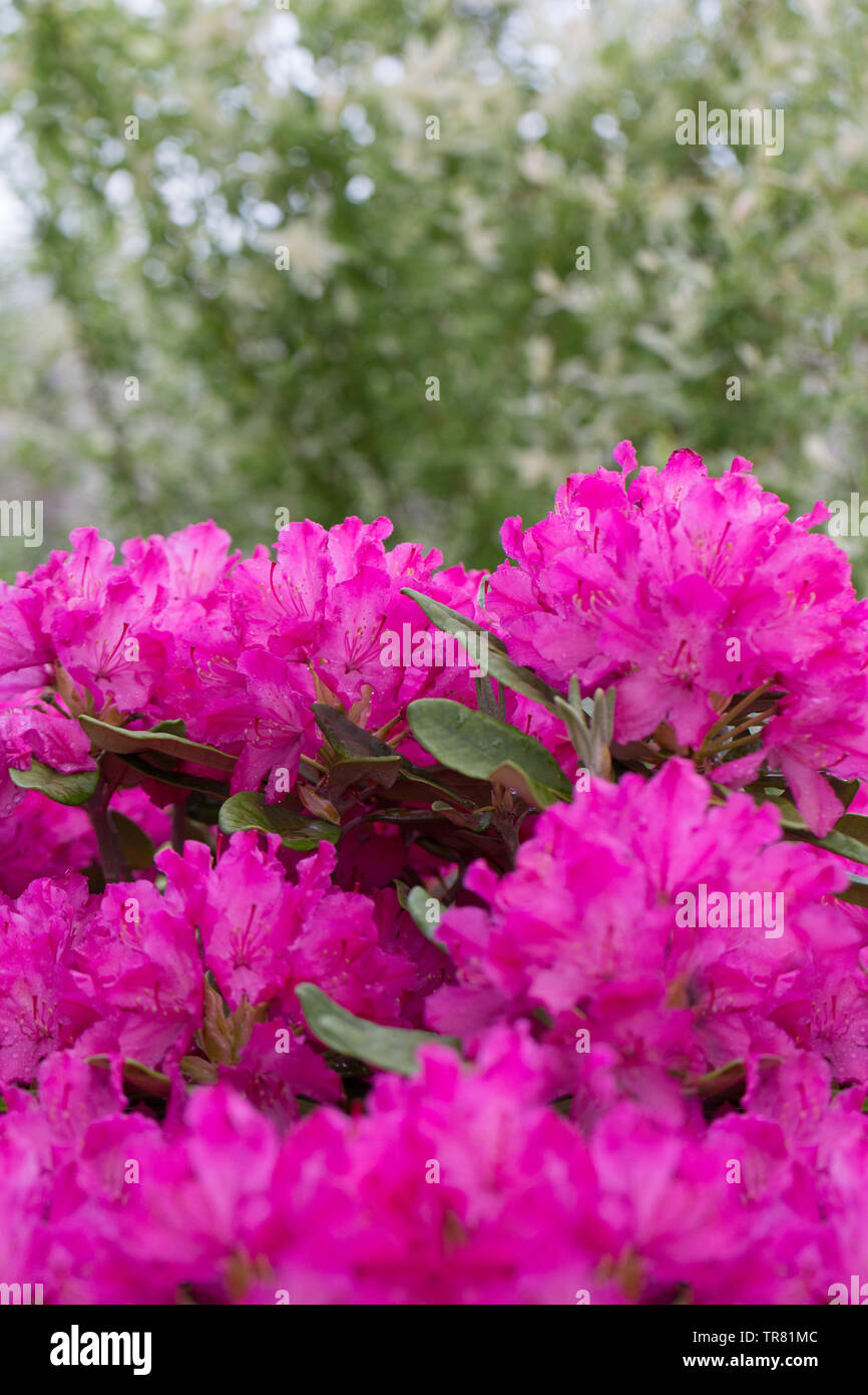 Blooming pink rhododendron bush in the garden Stock Photo - Alamy