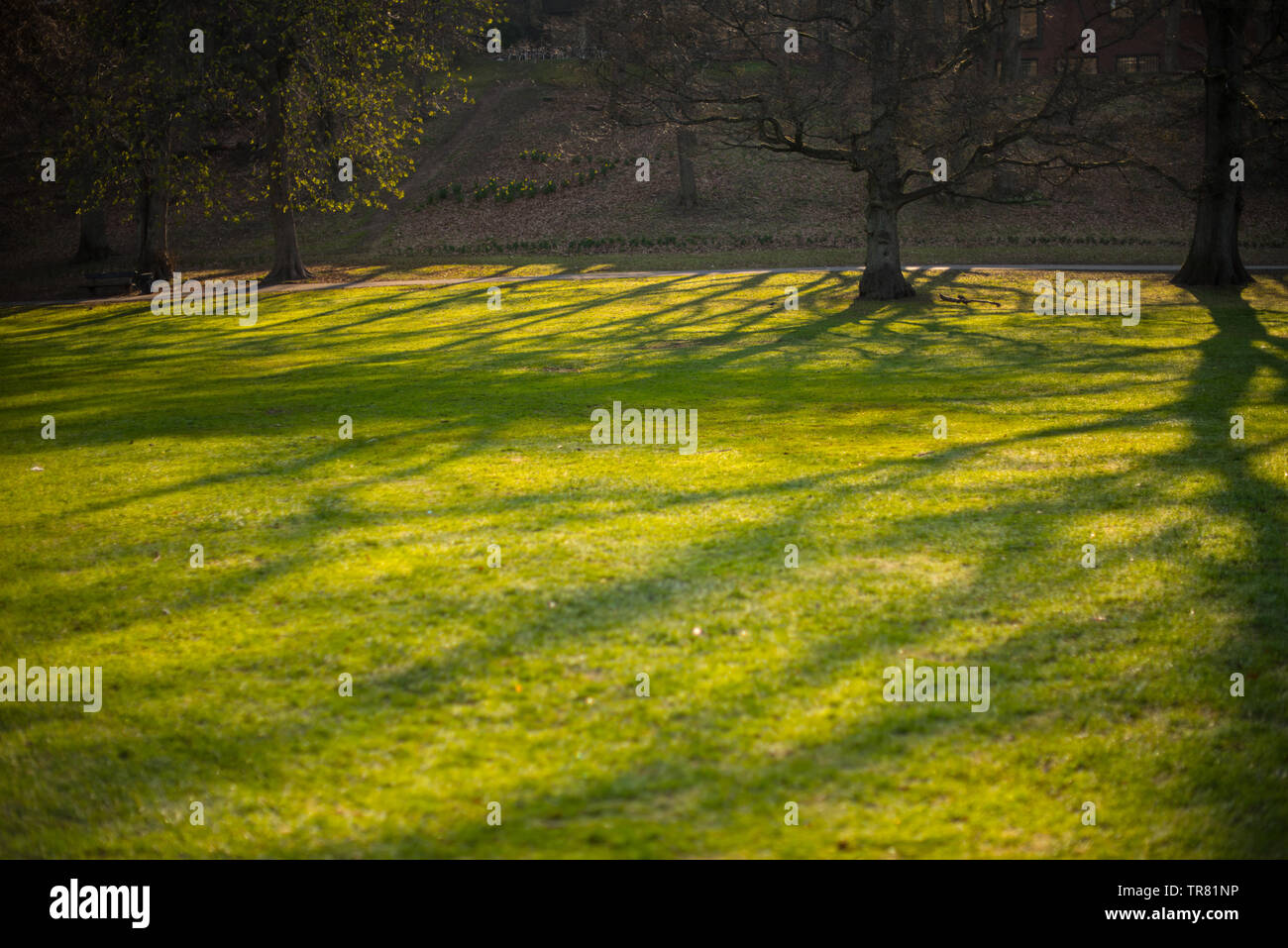 Tree casting shadow in park hi-res stock photography and images - Alamy