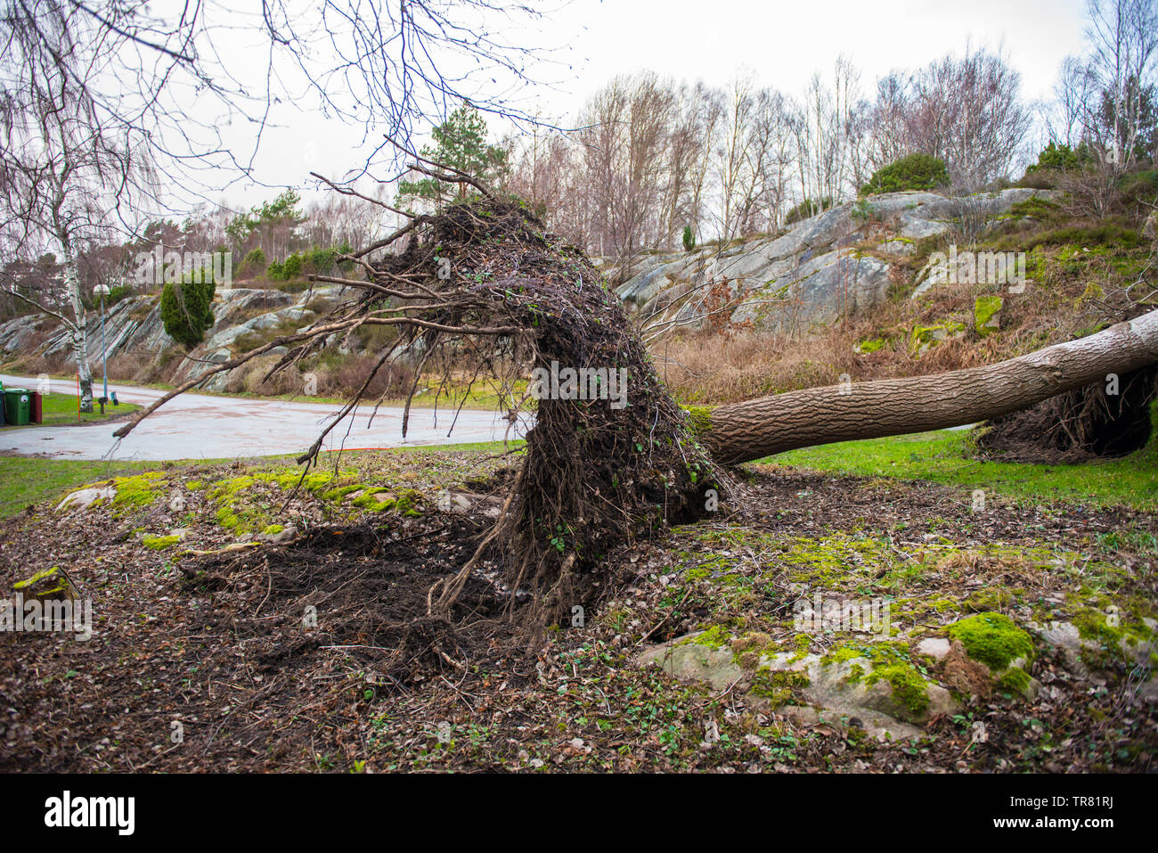 Uprooted tree in a grave yard Stock Photo - Alamy