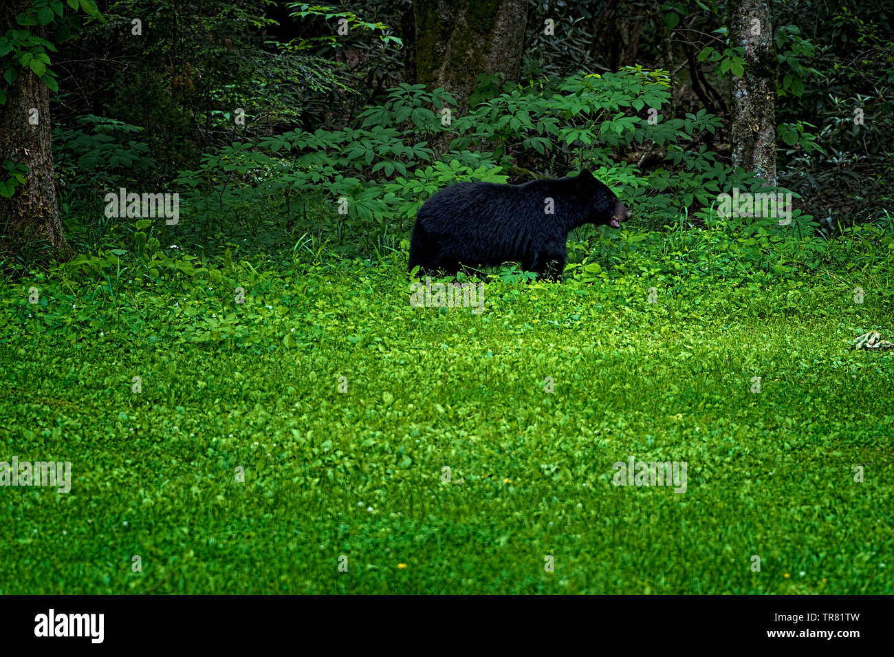 A large black bear seen at a the edge of a think forest at Templeton's ...