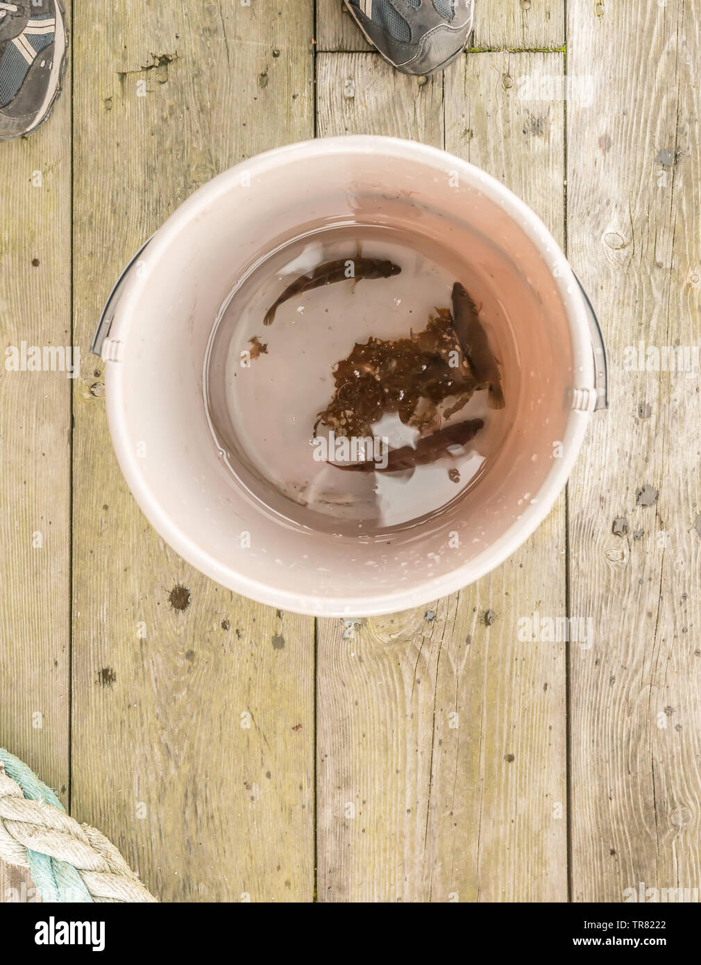 Cuckoo meat hi-res stock photography and images - Alamy