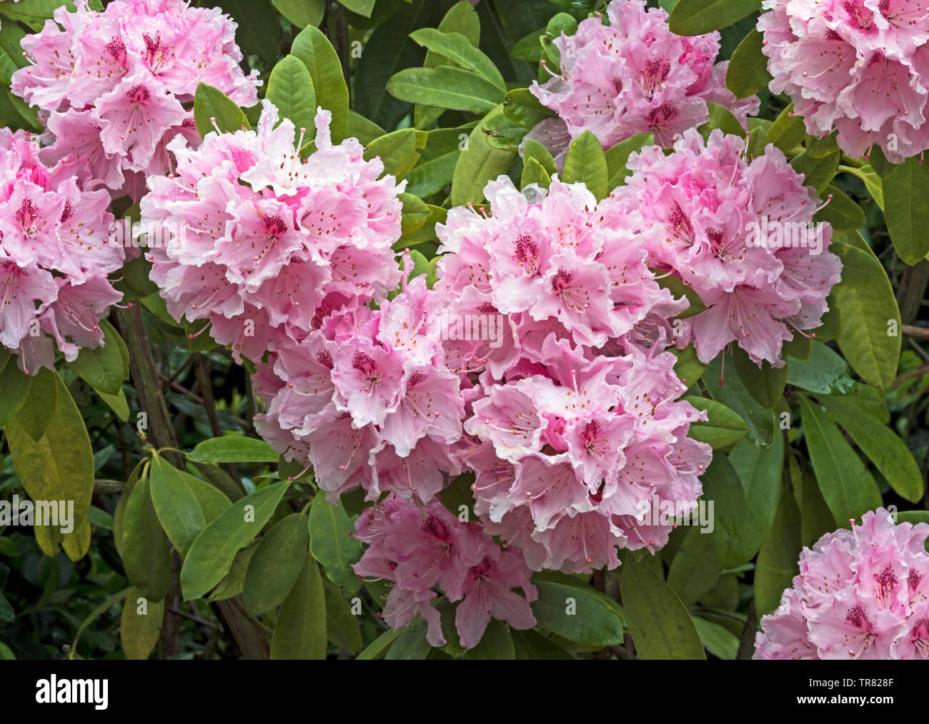 Pink Rhododendron flowering in full bloom, flowering in May in Angus ...