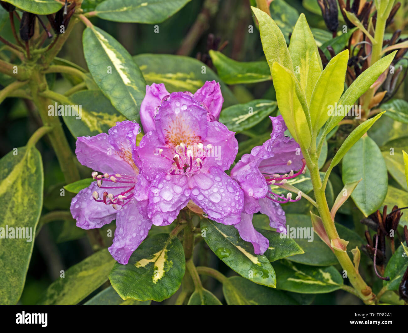 Purple Goldflimmer variegated rhododendron in bloom in May, Angus ...
