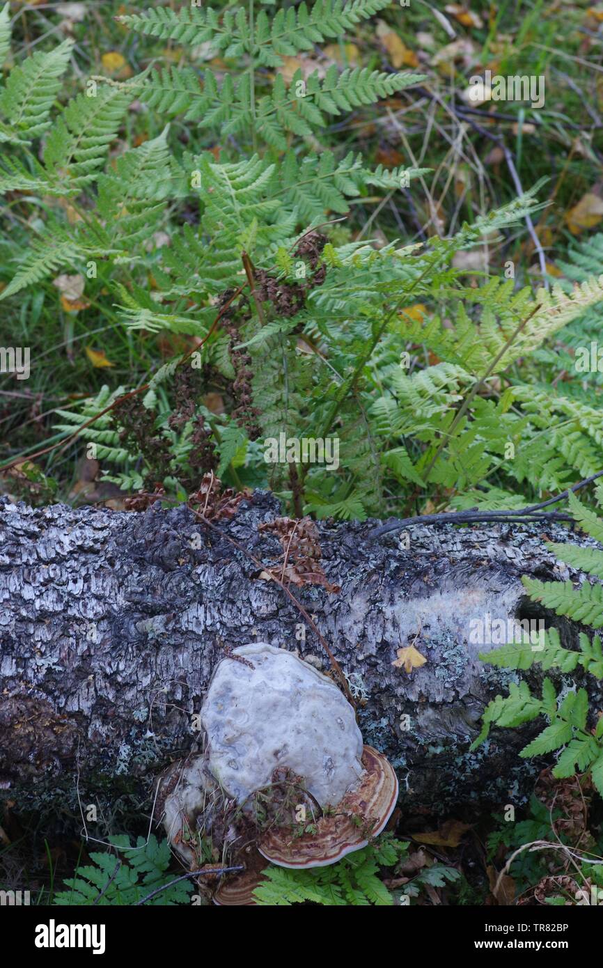 Birch Polypore Bracket Fungi (Fomitopsis betulina) on a Fallen Log by ...