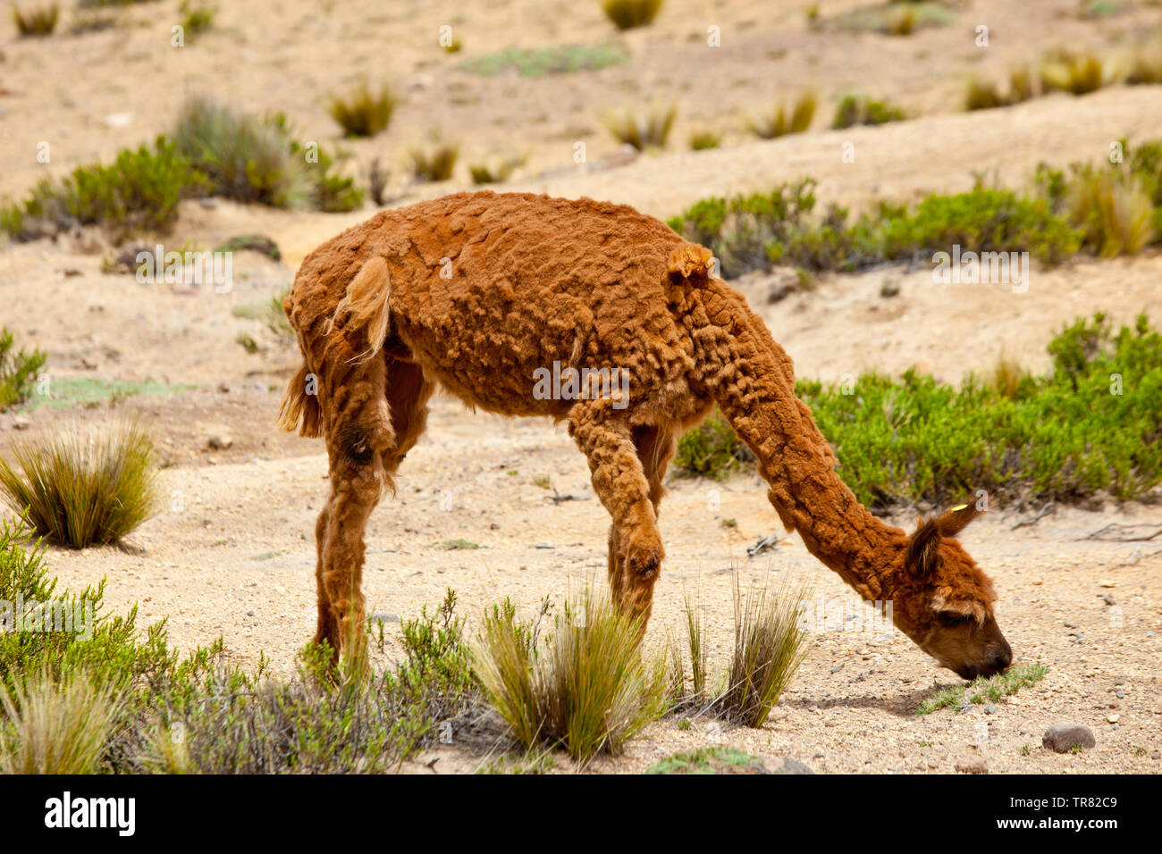 Llama,traditional animal of Peru Stock Photo - Alamy