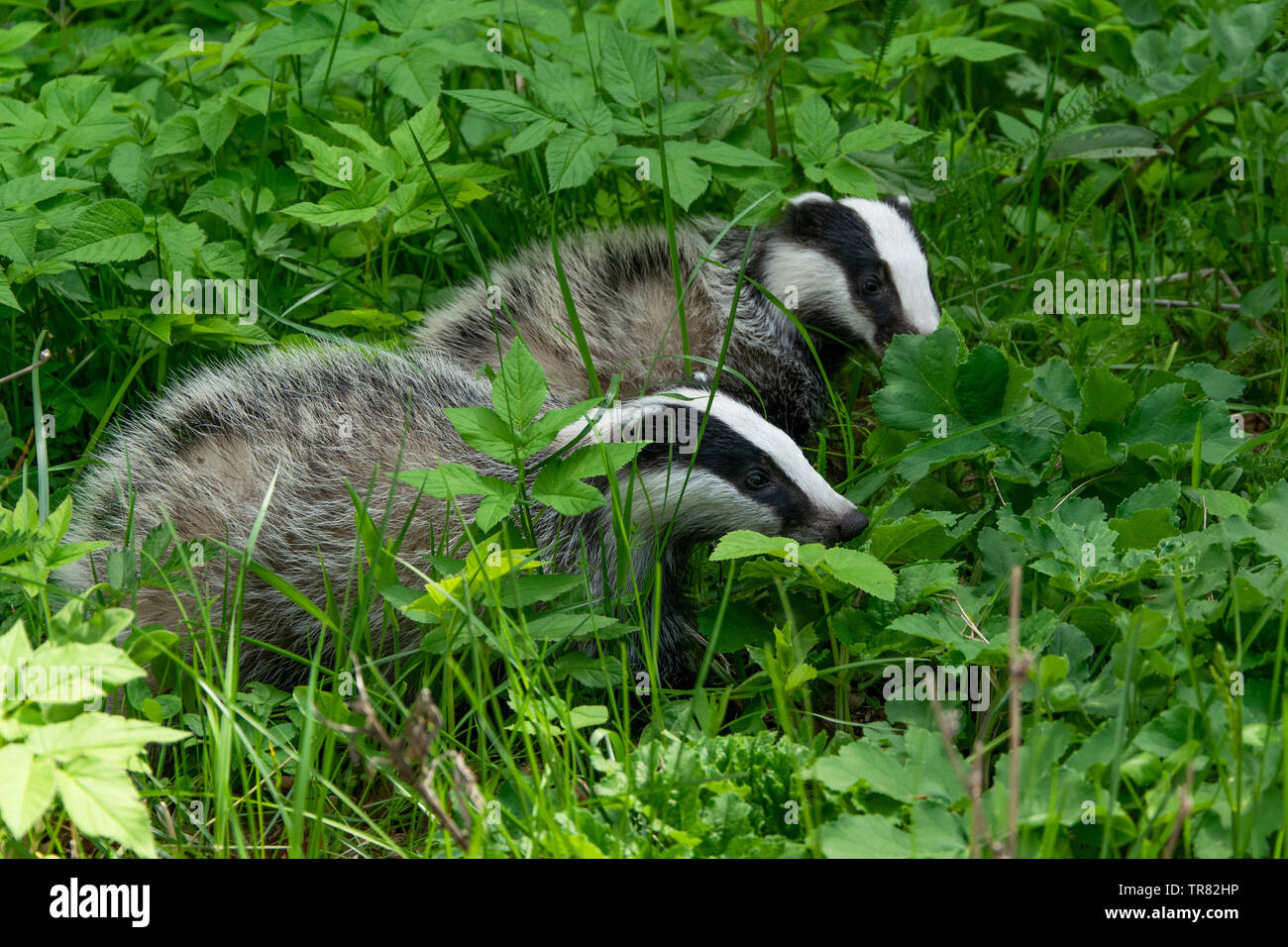 Couple of badger in the fresh green grass. Animal wildlife Stock Photo ...