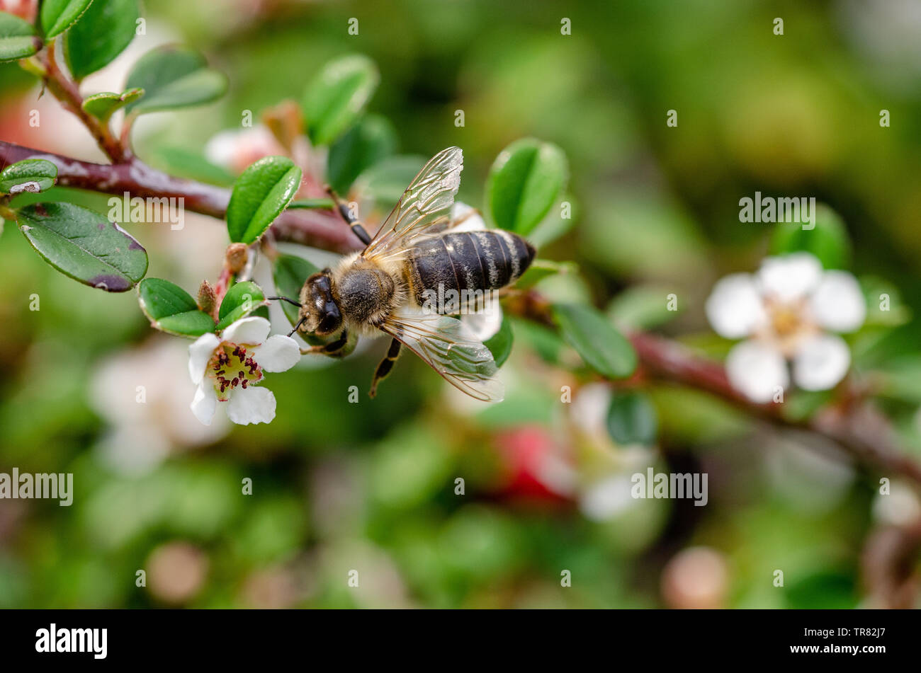 animal, insect, blossom Stock Photo - Alamy