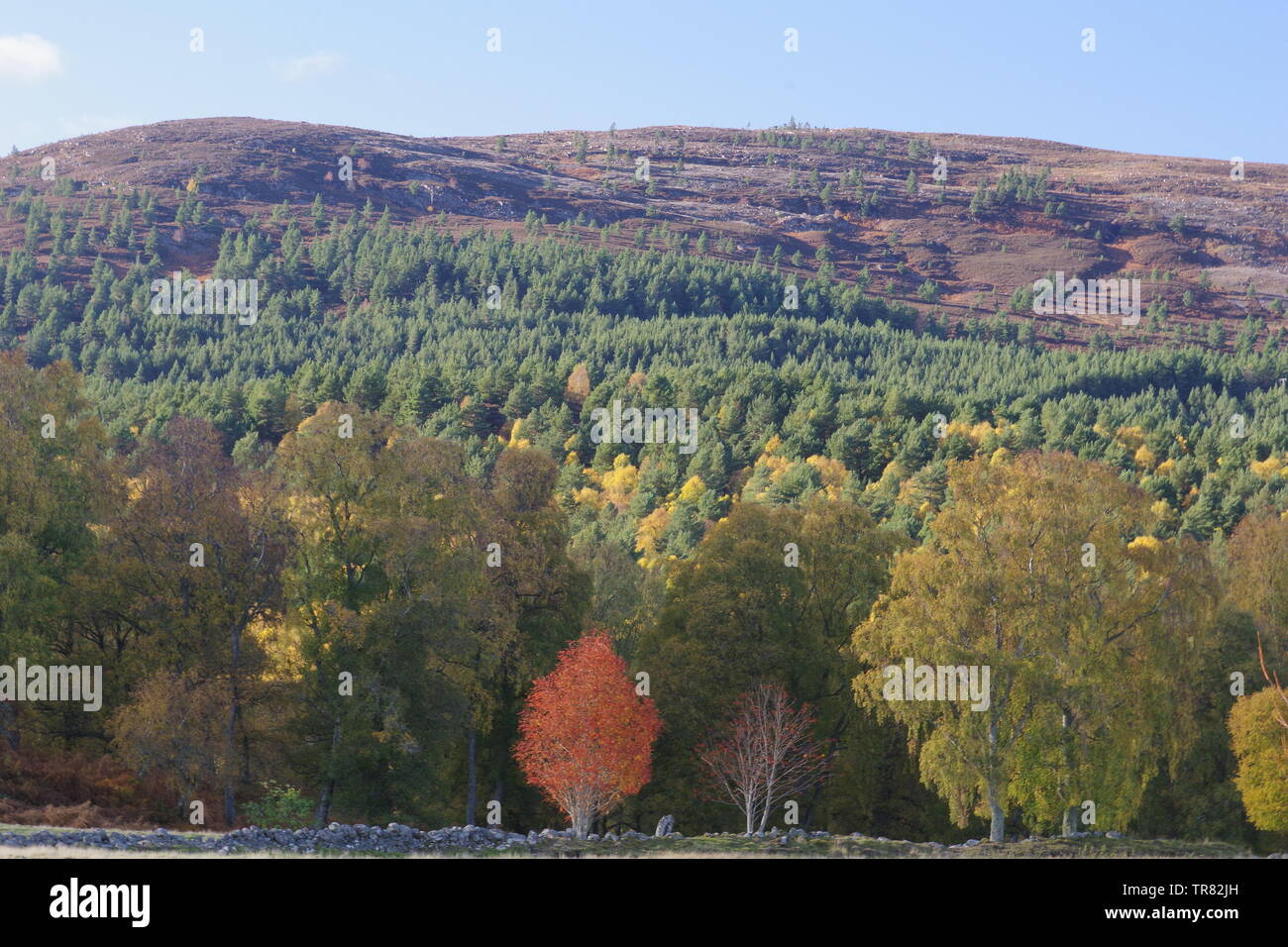 Red Autumn Rowan Tree by Silver Birch and Scots Pine Wooded Hillside on ...