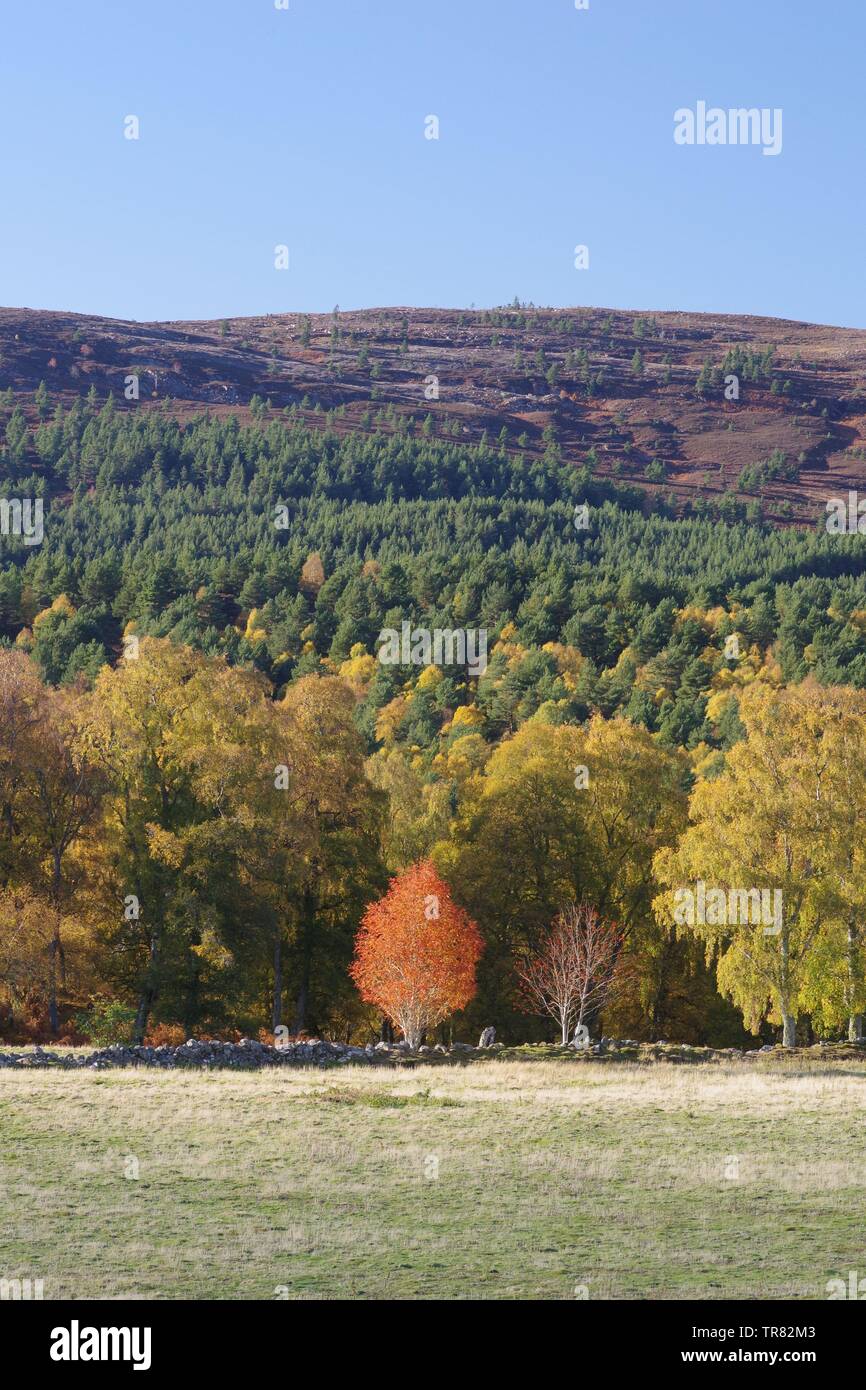 Rowan trees uk wood hi-res stock photography and images - Alamy