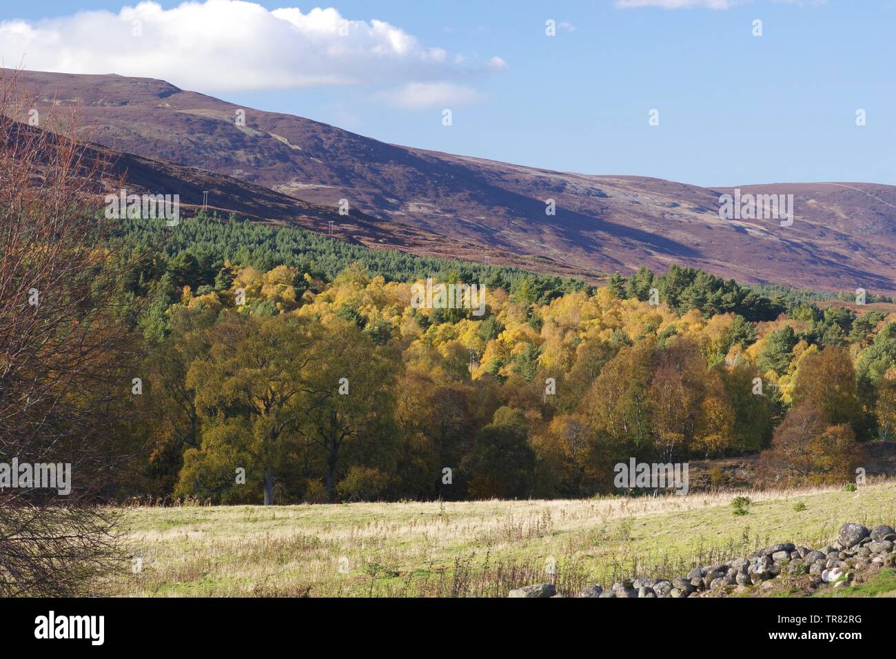 Golden Autumn Foliage of Silver Birch Trees among Scots Pine on a ...