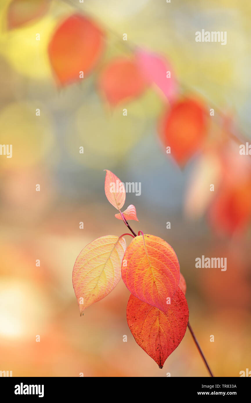 Siberian dogwood (Cornus alba) leaves in autumn colors. Selective focus ...