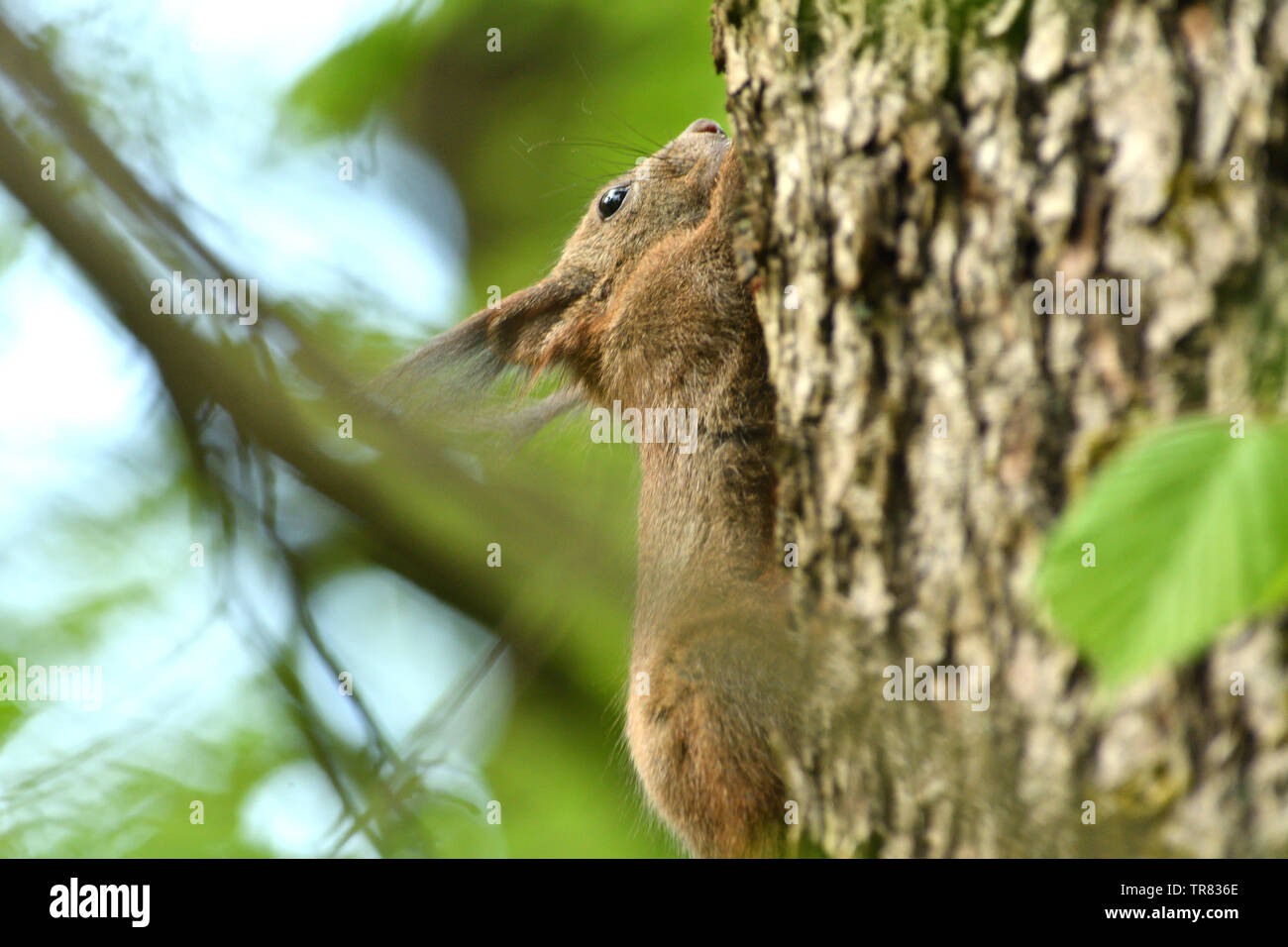 Squirrel climbs the tree branch in the forest Stock Photo - Alamy