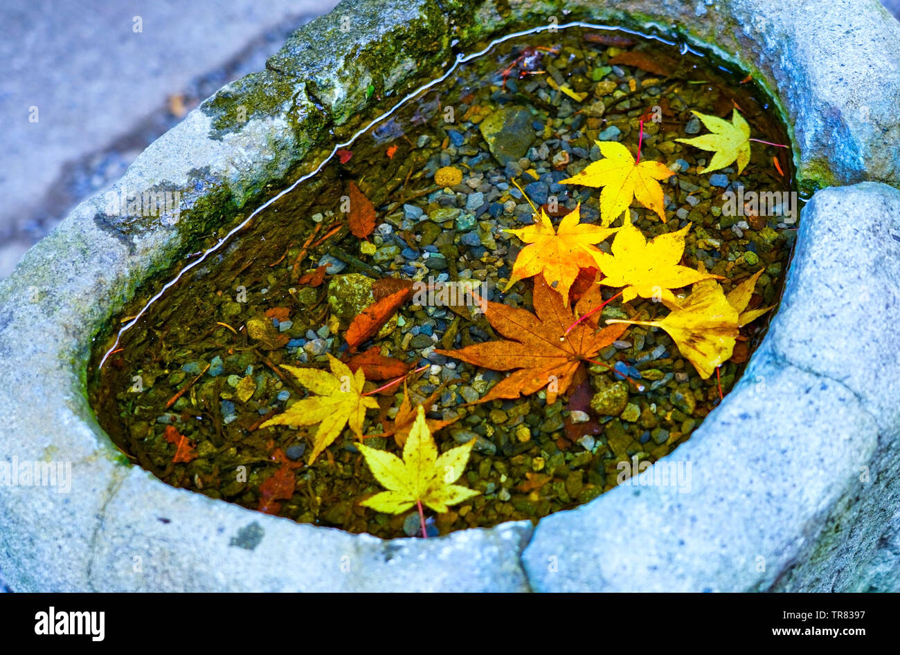 Maple leaves in autumn in Japan Stock Photo - Alamy
