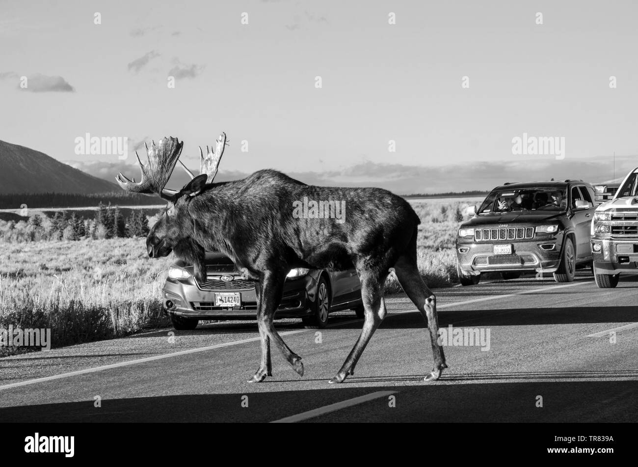 Male Moose (Adult stag) grazing in the Grand Teton National Park in the ...