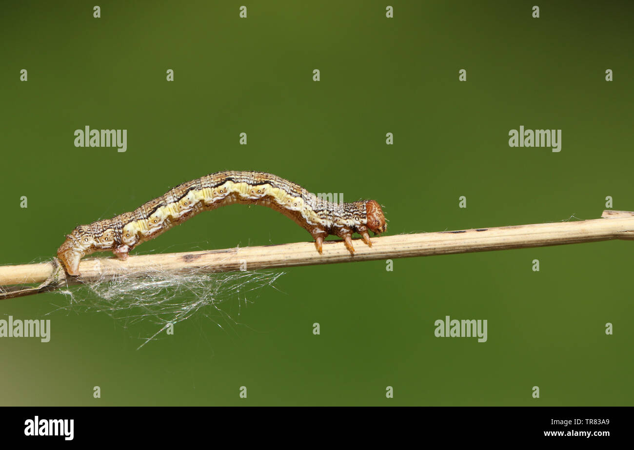 A pretty Mottled Umber Moth Caterpillar, Erannis defoliaria, walking ...